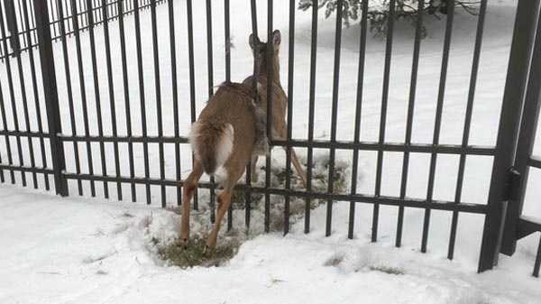 Firefighters rescue deer stuck in Miami Twp. fence