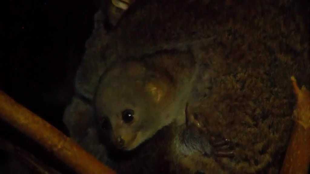 Find baby potto clinging to mom at Cincinnati Zoo