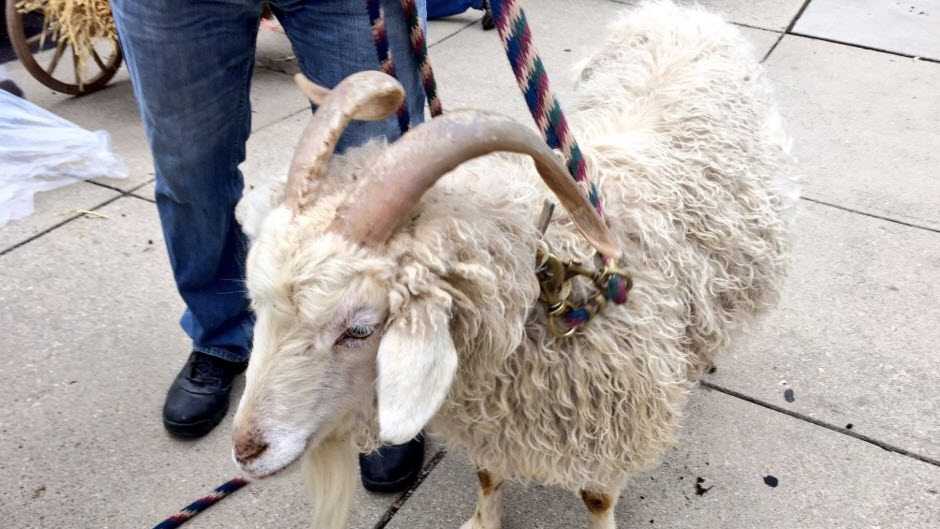 Bockfest Weekend opens with parade of goats, monks