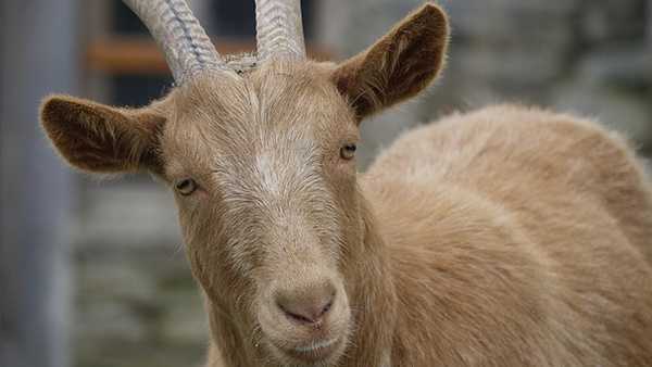 Spring Grove Cemetery goats owner suspects foul play in goat attacks