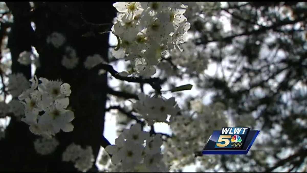 Now on invasive species list: Flowering pear tree