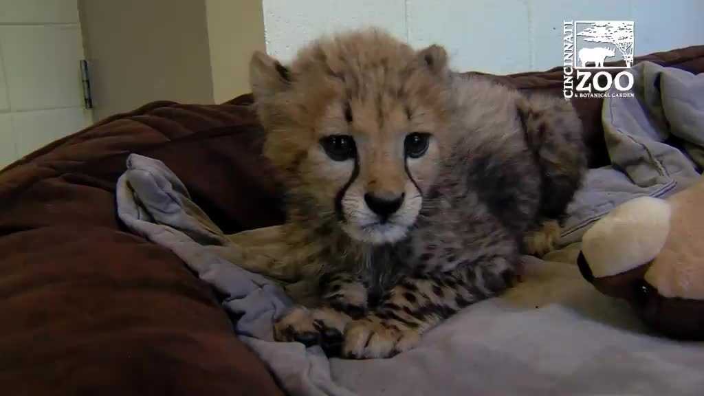 Cincinnati Zoo's cheetah cubs