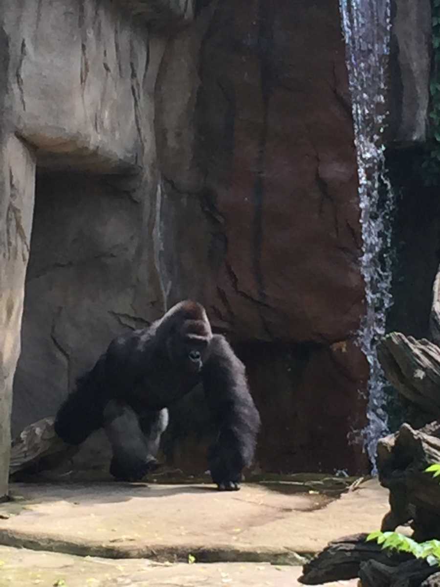 EXCLUSIVE PHOTOS: Gorilla runs toward child who's gotten into enclosure ...