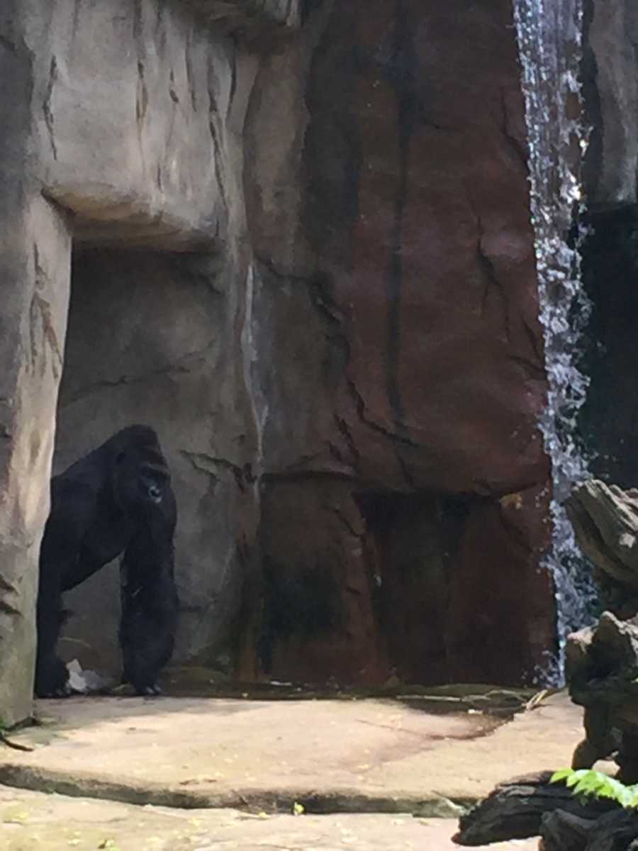 EXCLUSIVE PHOTOS: Gorilla runs toward child who's gotten into enclosure ...