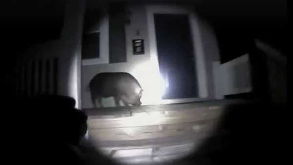 Body cam footage: Police round up rogue pig in Norwood