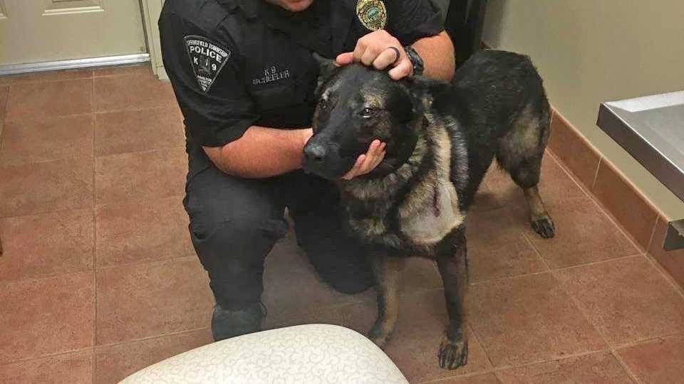Photos: Police dog recovering from shooting