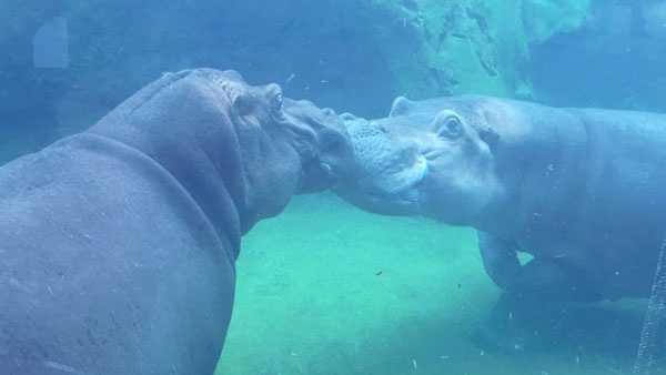 Sneak peek: Cincinnati Zoo’s new hippo exhibit