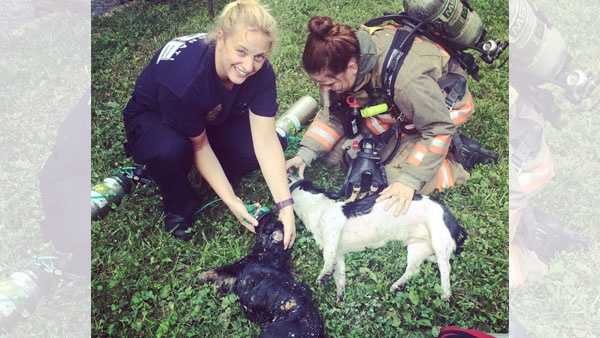 Firefighters save 2 dogs from burning Mount Auburn home