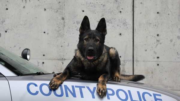 Kenton County police dog to receive protective vest