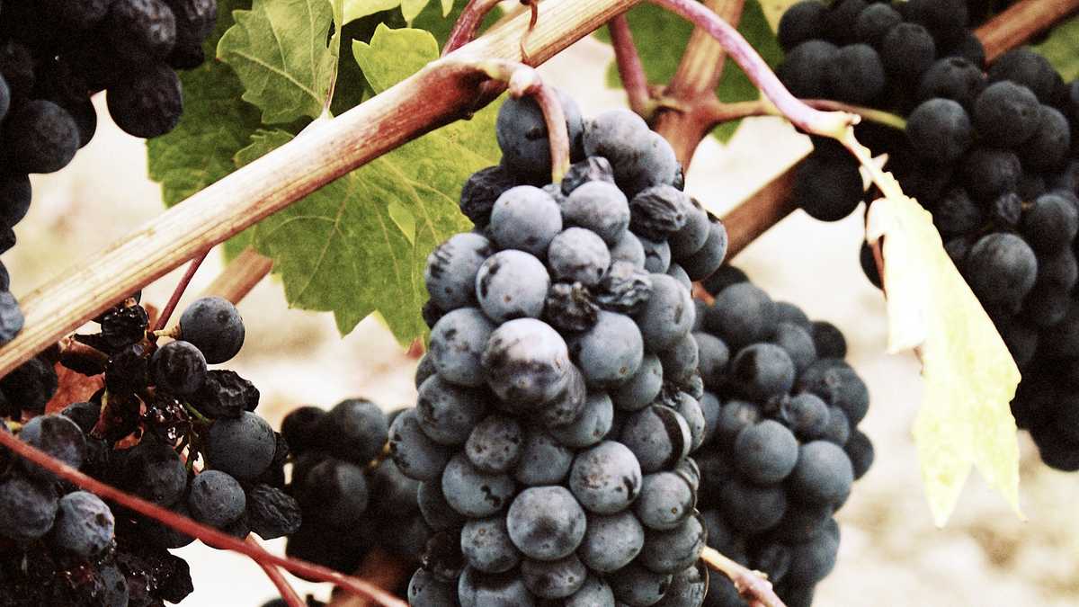 Growing grapes, saving lives in Cleveland's tough east side