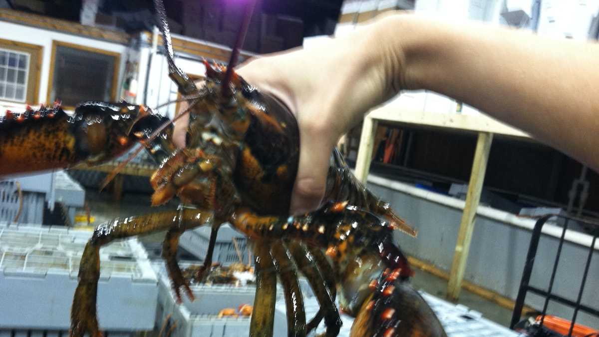 Visiting Cruise Ship Buys Maine Lobsters
