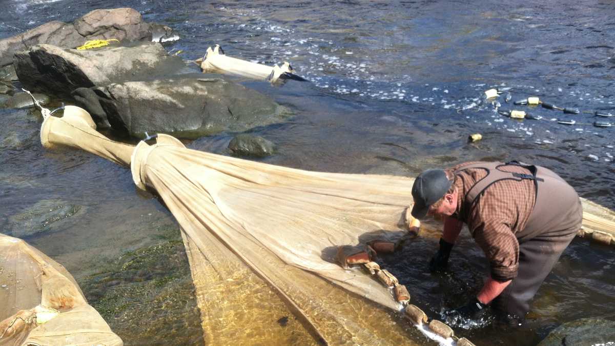 Photos: Elver Season Begins
