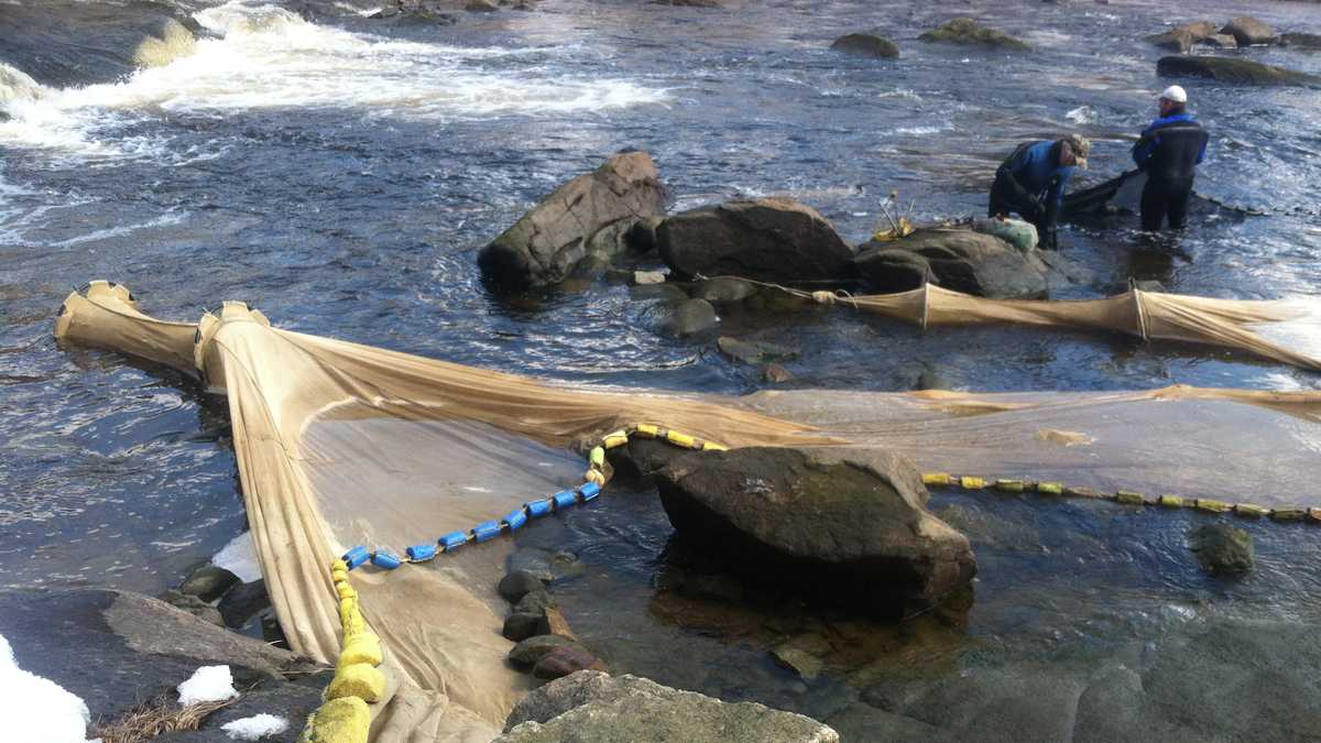 Competitive elver fishing season under way