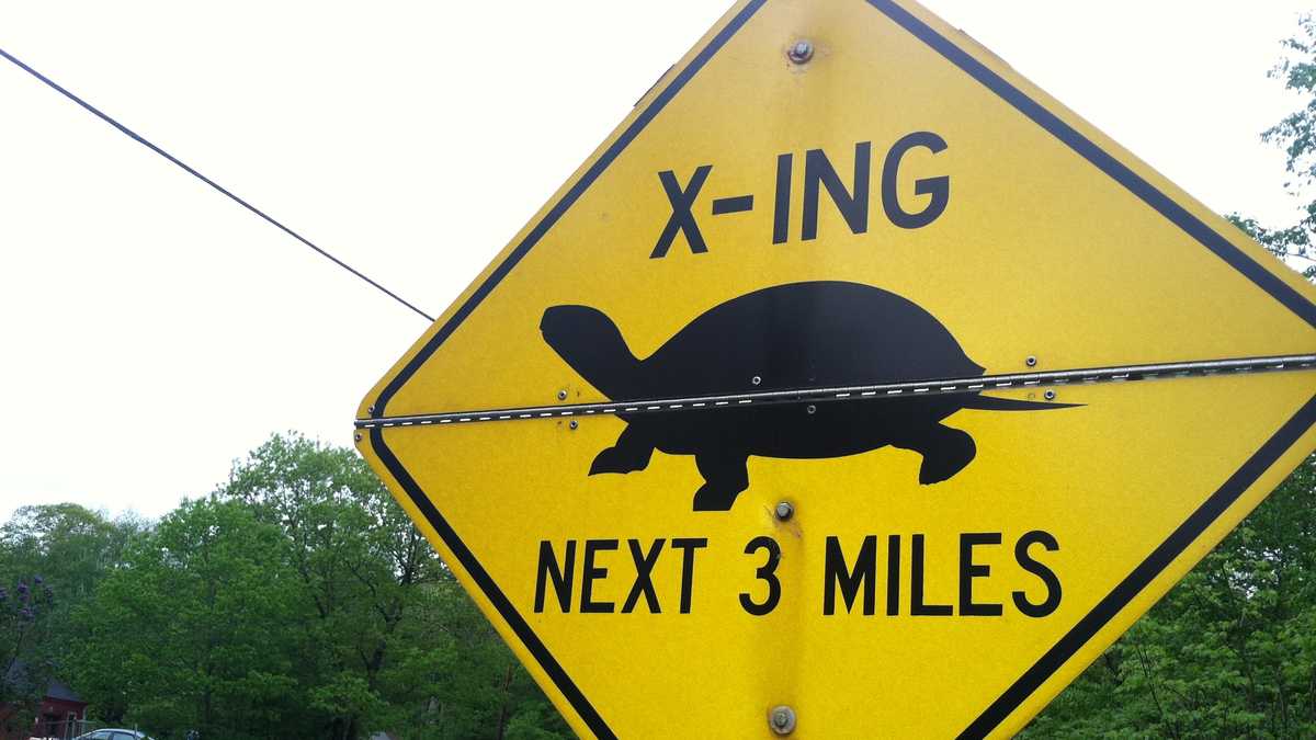 Photos: Signs warn drivers of endangered turtles