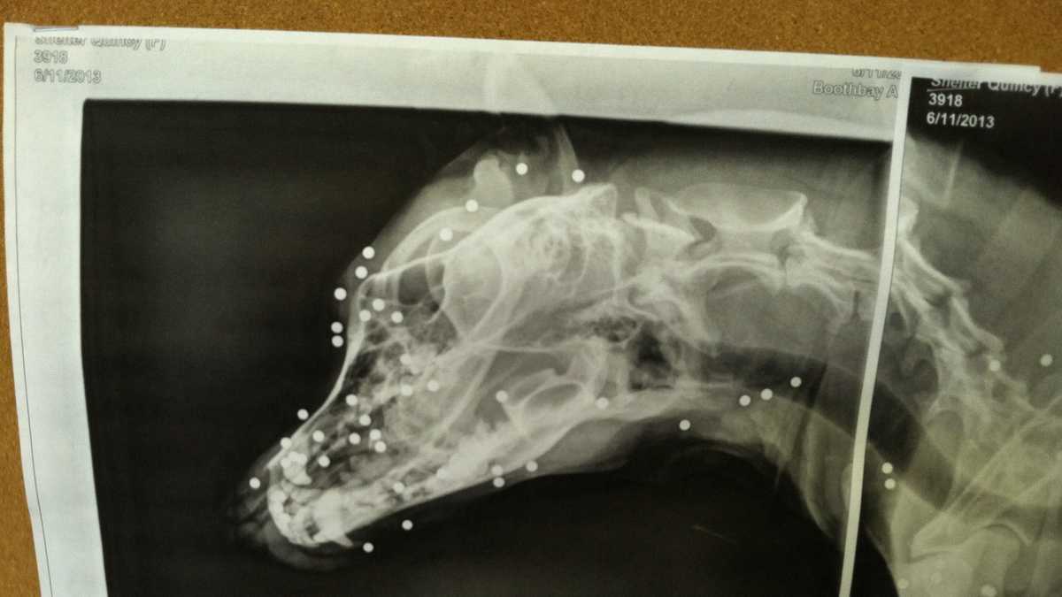 Photos: Dog shot with dozens of BBs, survives