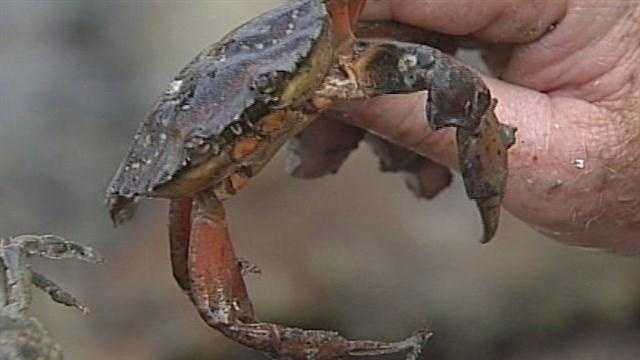 Invasive crabs threaten Maine coast