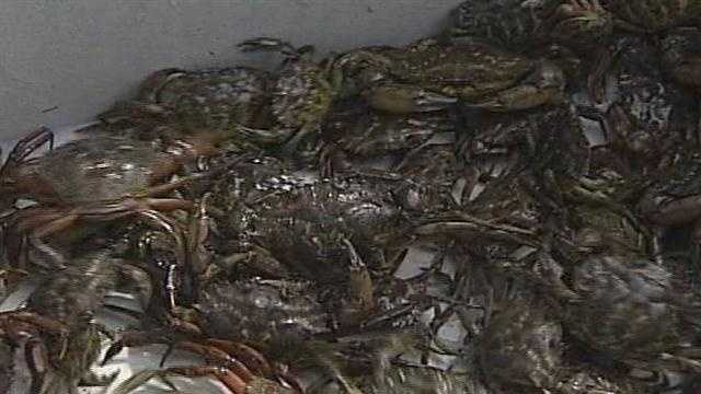 Photos: Invasive crabs threaten Maine coast