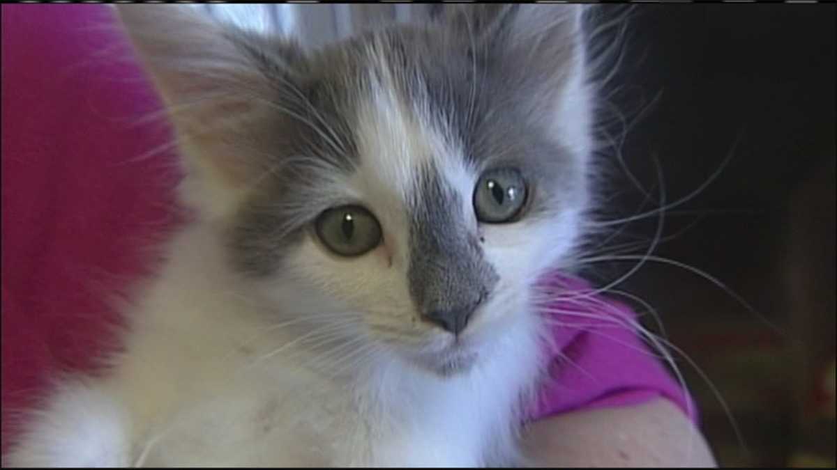 Teens charged in kitten in microwave case plead guilty