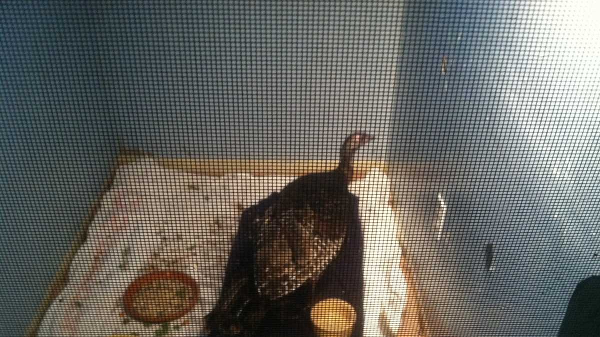 Turkey hit by car rescued by Maine woman