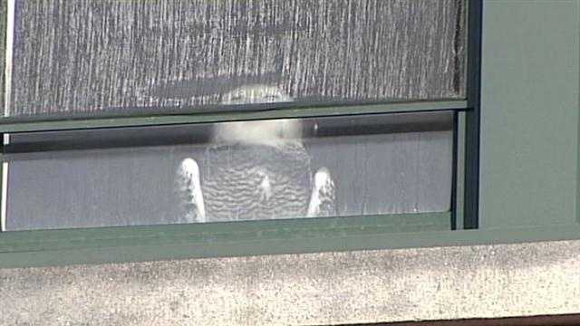 Owl taken out of Portland building