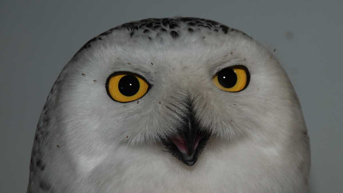 Photos: Snowy owl found in vacant Portland building