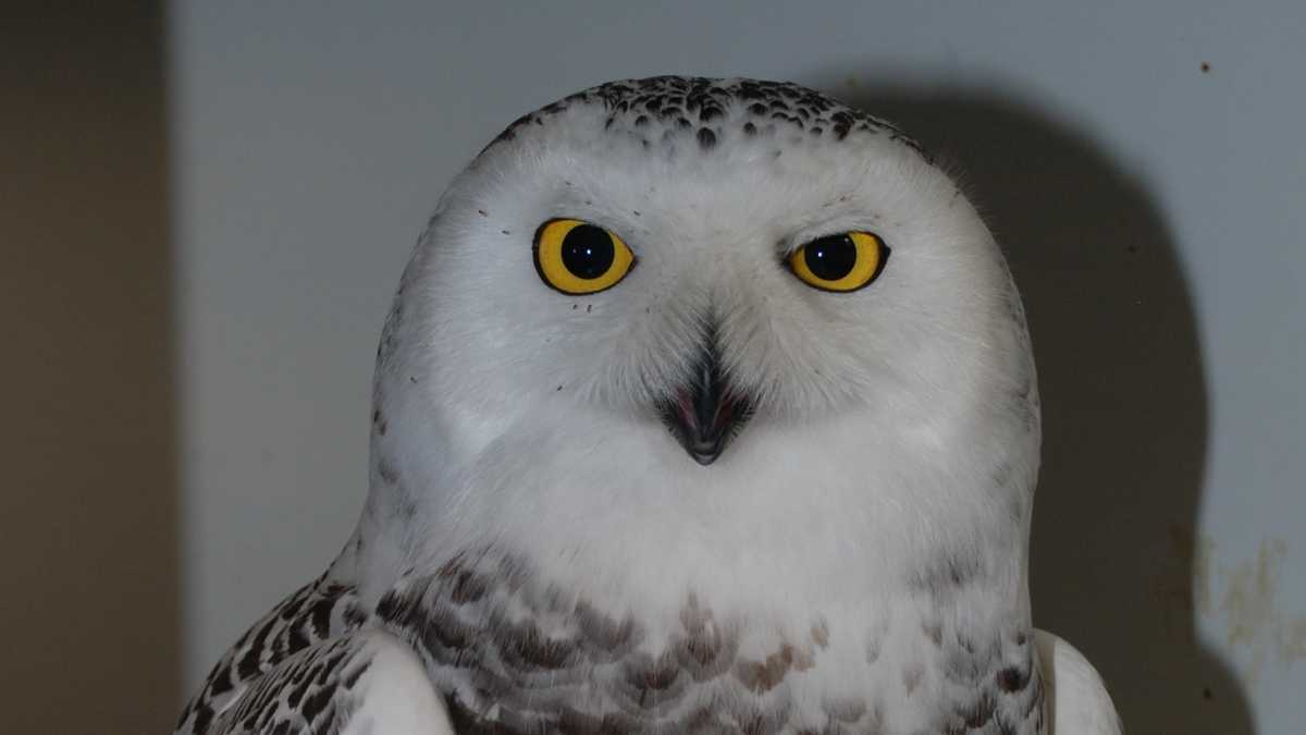 Photos: Snowy owl found in vacant Portland building