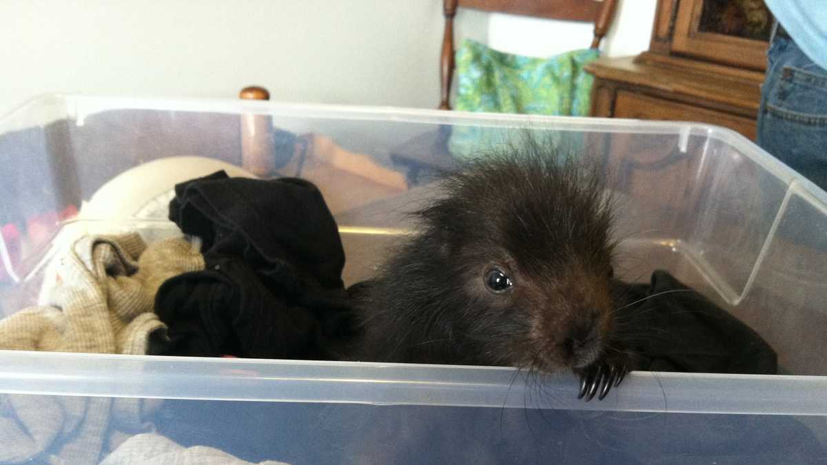 Man saves baby porcupine from dead mother's womb