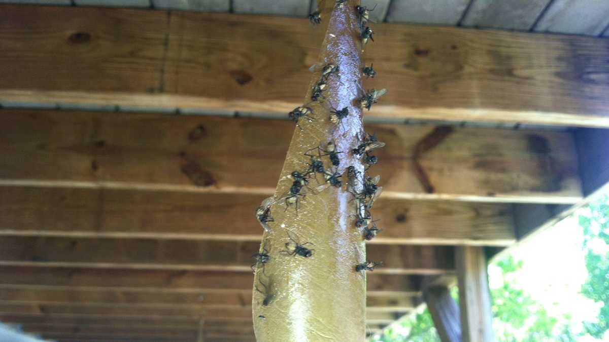 Turner residents want egg farm to control fly infestation