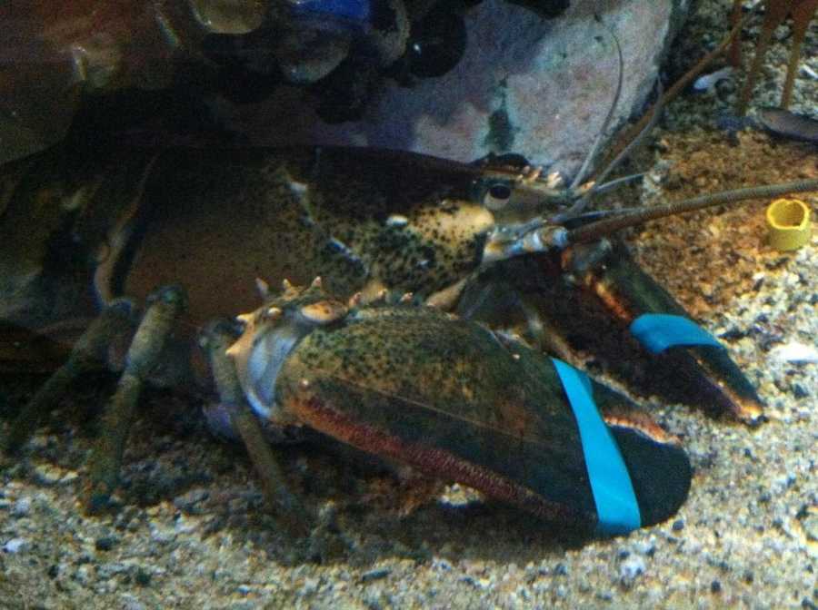 What Color Is Lobster Blood What Color Is Lobster Blood