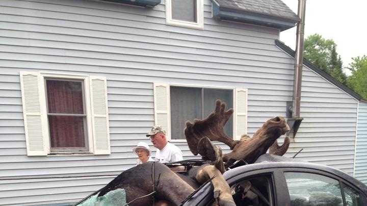 Incredible photos of moose vs. car