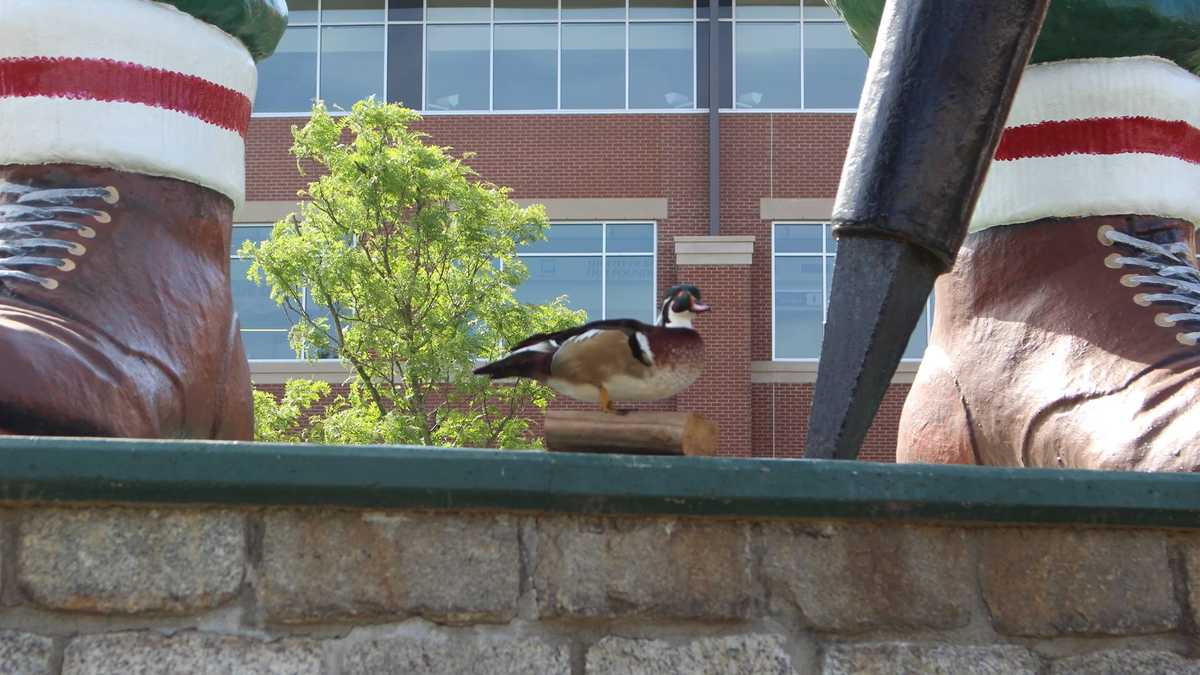 Photos: Bangor's 'Duck of Justice' goes viral