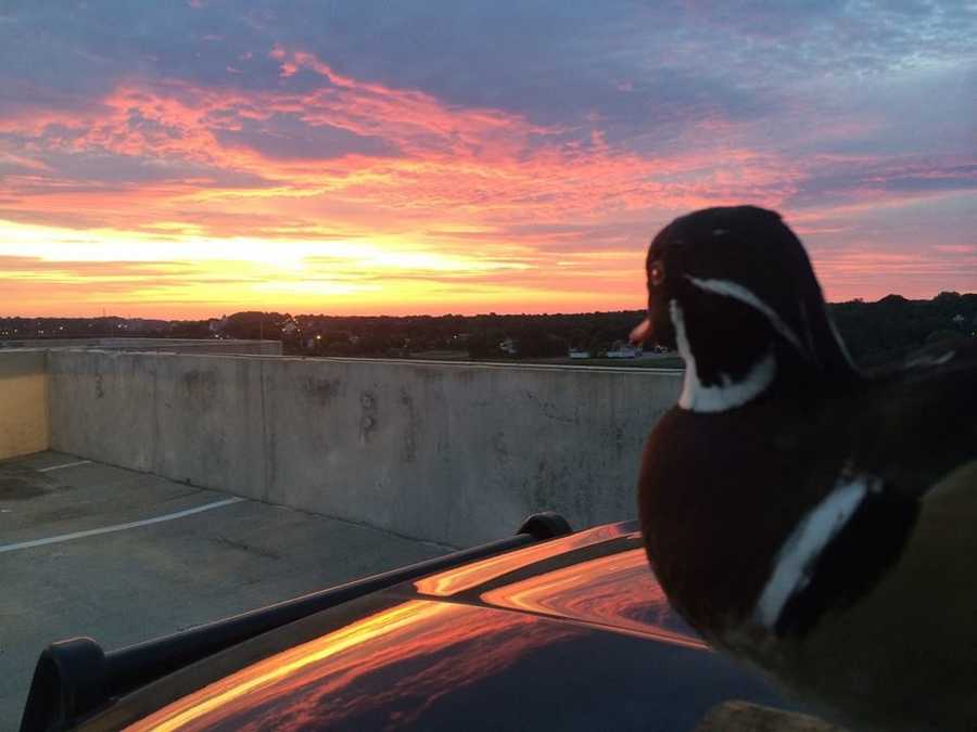 Photos: Bangor's 'Duck of Justice' goes viral