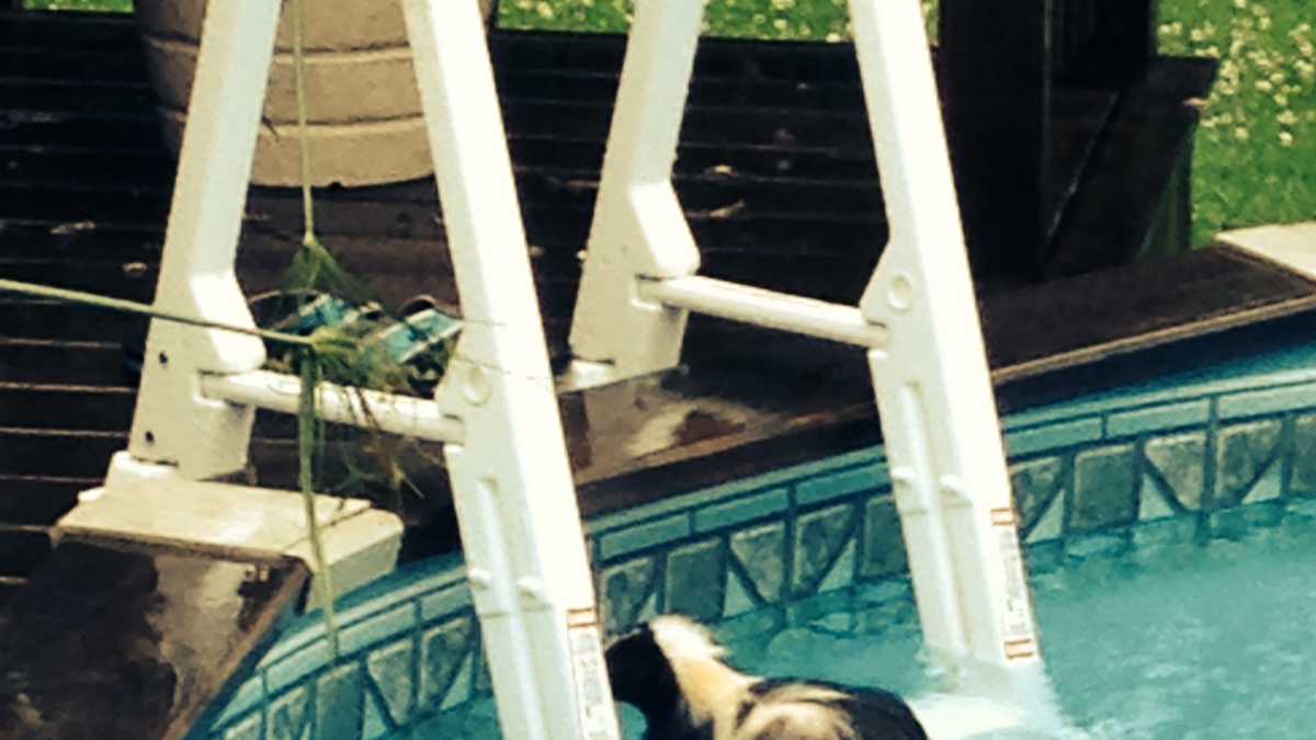 Couple surprised to find skunk swimming in pool