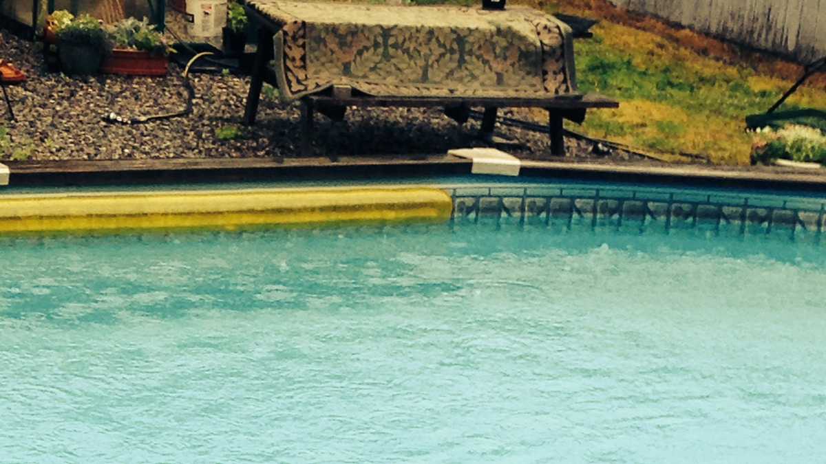 Photos: Skunk found swimming in pool