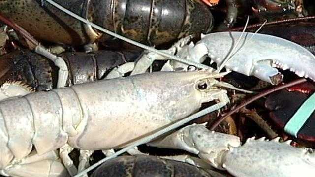 Photos: Two rare, powder-blue lobsters caught off Maine coast