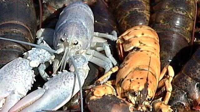 Photos: Two rare, powder-blue lobsters caught off Maine coast