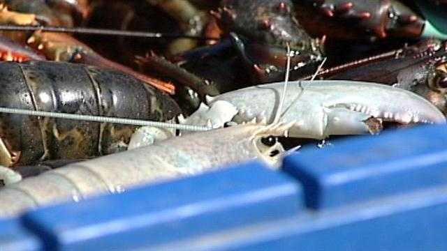 Photos: Two rare, powder-blue lobsters caught off Maine coast