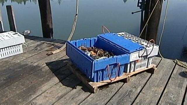 Photos: Two rare, powder-blue lobsters caught off Maine coast