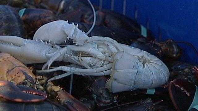 Photos: Two rare, powder-blue lobsters caught off Maine coast