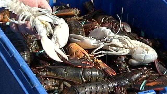 Photos: Two rare, powder-blue lobsters caught off Maine coast