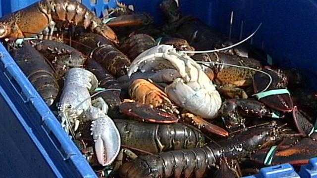 Photos: Two rare, powder-blue lobsters caught off Maine coast