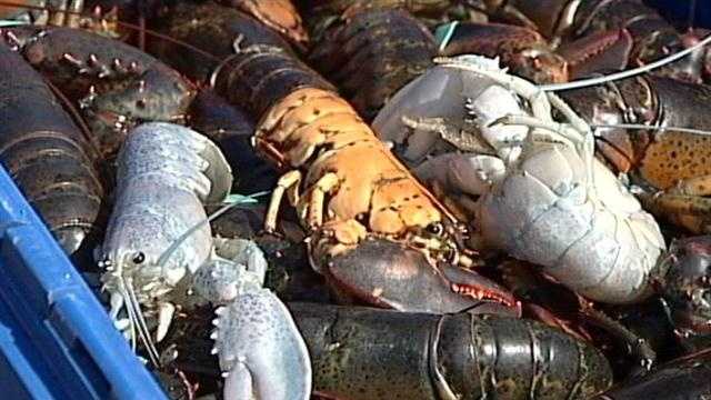 Photos: Two rare, powder-blue lobsters caught off Maine coast