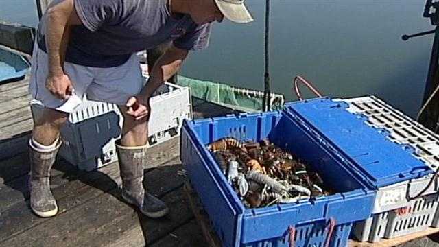 Photos: Two rare, powder-blue lobsters caught off Maine coast