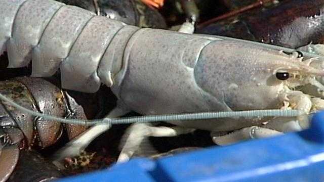 Photos: Two rare, powder-blue lobsters caught off Maine coast