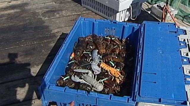 Photos: Two rare, powder-blue lobsters caught off Maine coast