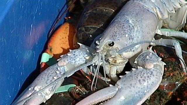 Photos: Two rare, powder-blue lobsters caught off Maine coast