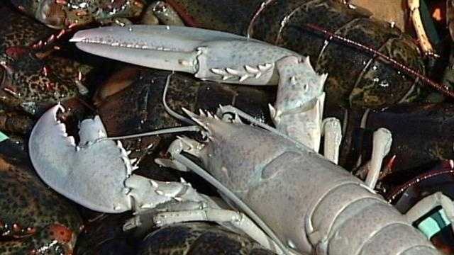 Photos: Two rare, powder-blue lobsters caught off Maine coast
