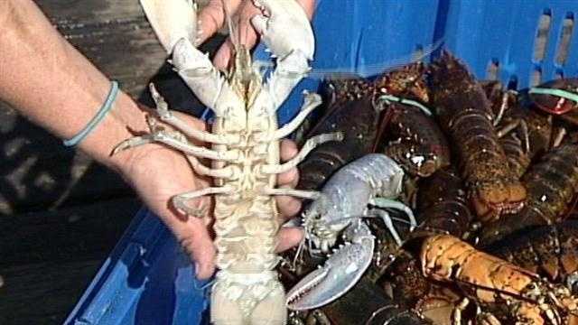 Photos: Two rare, powder-blue lobsters caught off Maine coast