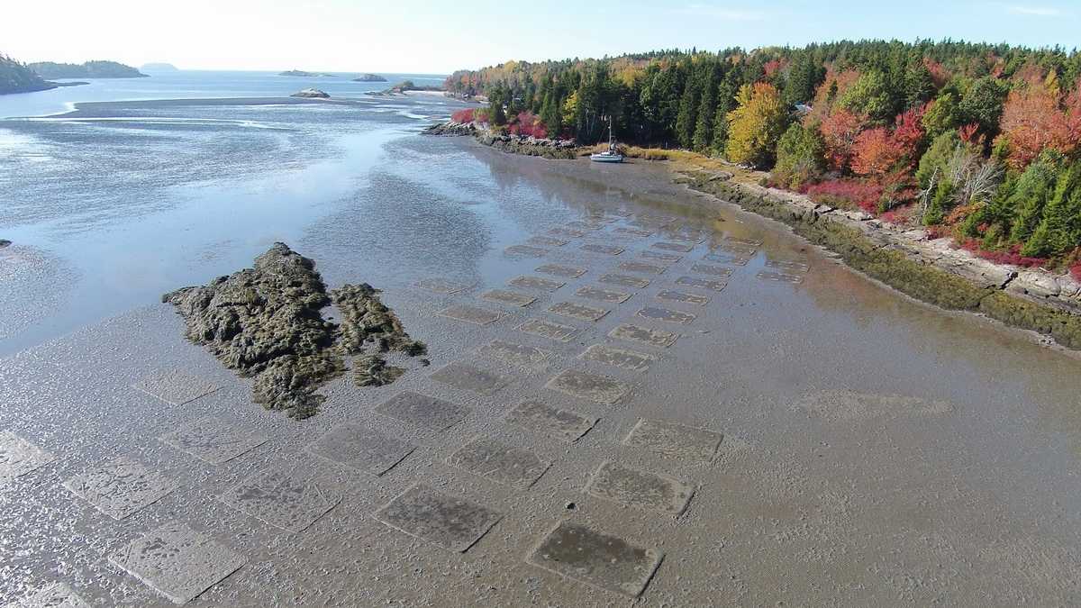 Photos: Clammers turn to aqua farming
