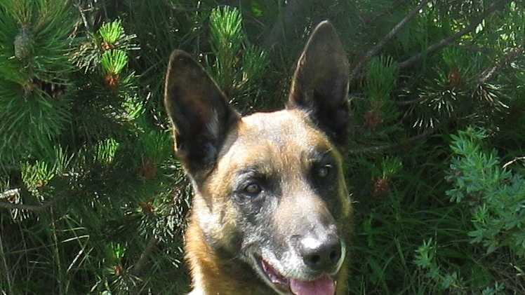Photos: Police K9 receives final salute